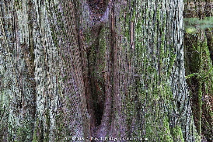 Stock photo of Western Red Cedar (Thuja plicata) tree trunk in ...