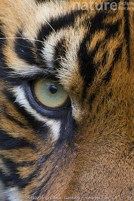 Stock photo of Close-up of an eye of a Sumatran tiger (Panthera tigris ...