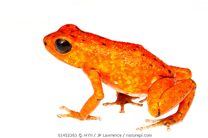 Stock photo of Strawberry Poison Frog (Oophaga pumilio) one of many ...