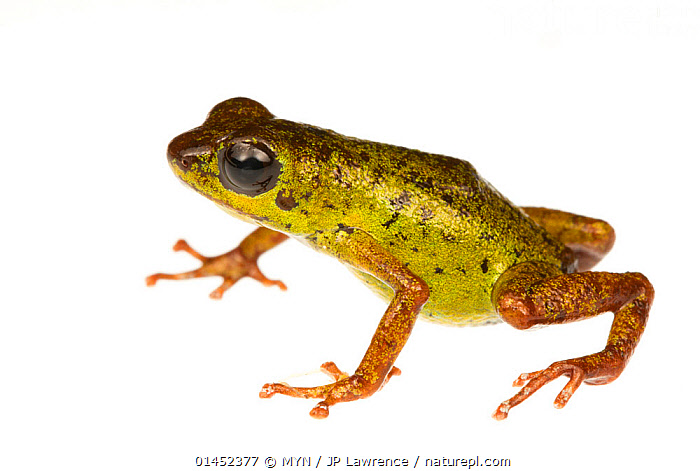 Stock photo of Strawberry Poison Frog (Oophaga pumilio) one of many ...