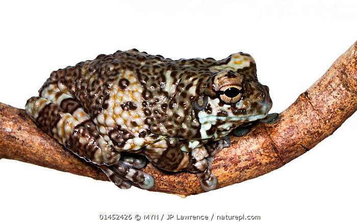 Stock photo of New River Tree Frog (Trachycephalus hadroceps) Cayenne ...