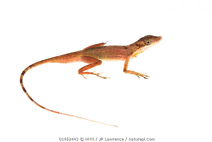 Stock photo of Anolis lizard (Anolis apletophallus) Gamboa, Panama ...