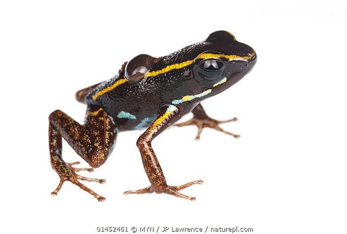Stock photo of Lovely poison dart frog (Phyllobates lugubris) with a ...
