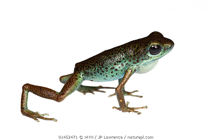 Stock photo of Strawberry Poison Frog (Oophaga pumilio) one of many ...
