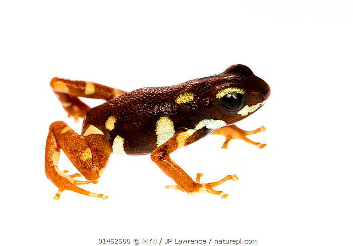 Stock photo of Strawberry Poison Frog (Oophaga pumilio) one of many ...