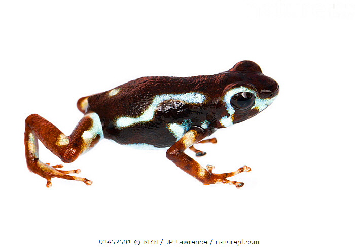 Stock photo of Strawberry Poison Frog (Oophaga pumilio) one of many ...