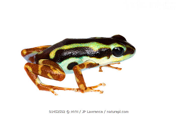 Stock photo of Strawberry Poison Frog (Oophaga pumilio) one of many ...