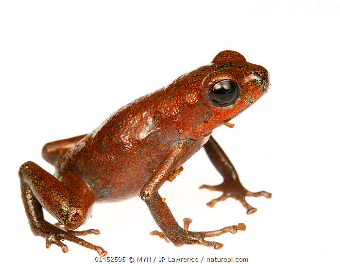 Stock photo of Strawberry Poison Frog (Oophaga pumilio) one of many ...