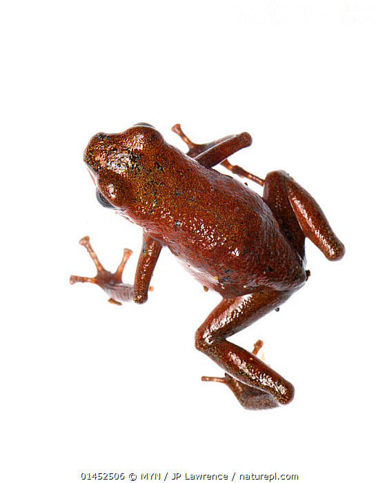 Stock photo of Strawberry Poison Frog (Oophaga pumilio) one of many ...
