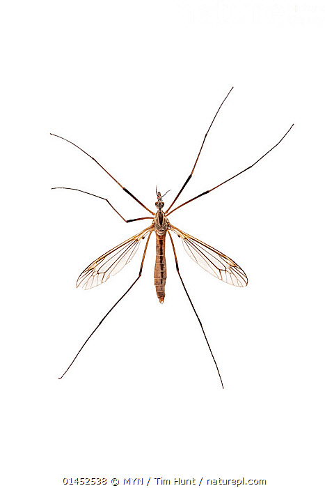 Stock photo of Cranefly (Tipula paludosa) Barnt Green, Worcestershire ...