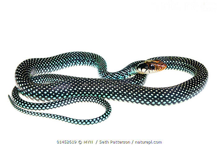 Stock photo of Speckled Racer (Drymobius margaritiferus) profile, Sabal ...