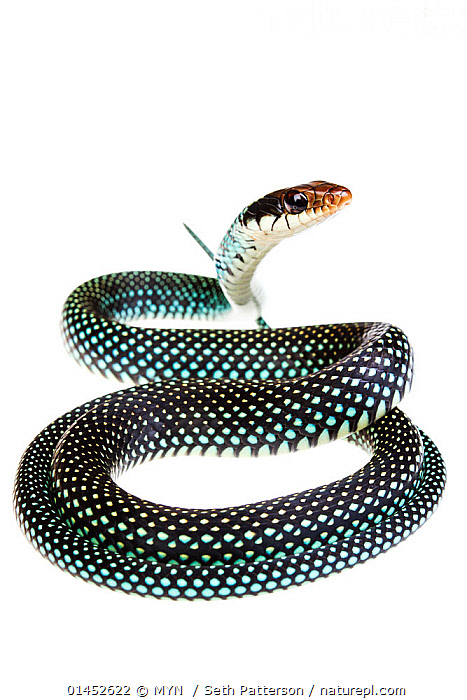 Stock photo of Speckled Racer (Drymobius margaritiferus) profile, Sabal ...