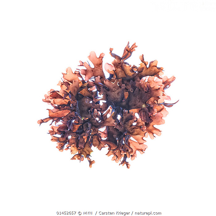 Stock photo of False Irish Moss (Mastocarpus stellatus) from rock pool ...
