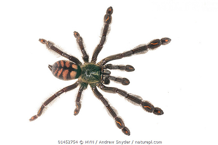 Stock photo of Venezuelan suntiger (Psalmopoeus irminia) Surama, Guyana ...