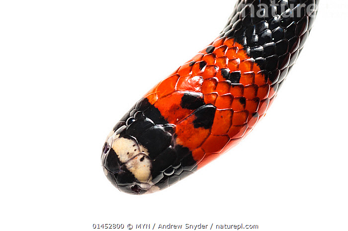 South American Coral Snakes