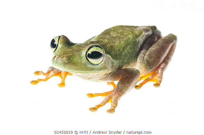 Stock photo of Emerald-eyed tree frog (Hypsiboas crepitans) Iwokrama ...
