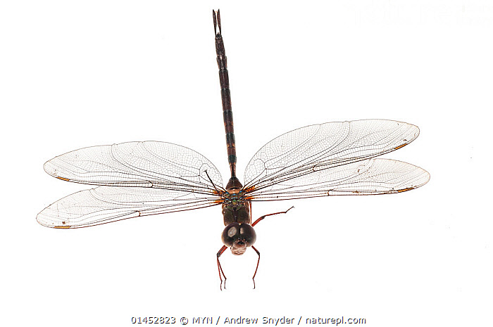 Stock photo of Twilight Darner dragonfly (Gynacantha nervosa) in flight ...