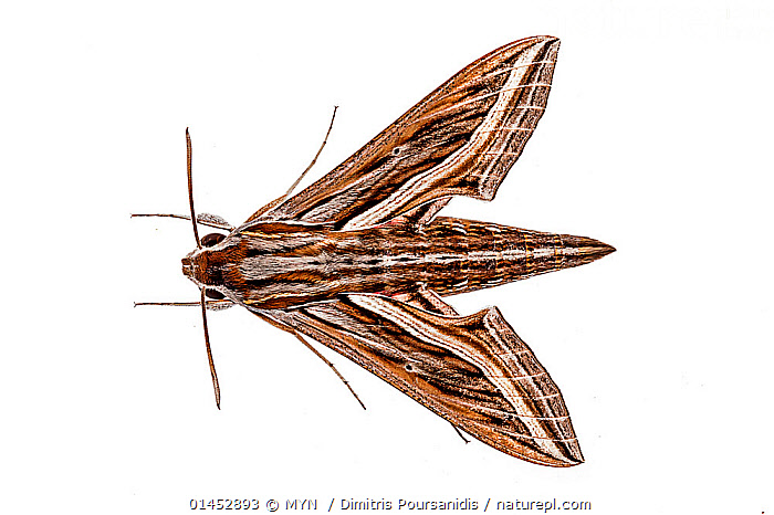 Stock photo of Vine Hawk-Moth (Hippotion celerio) Milatos, Crete ...