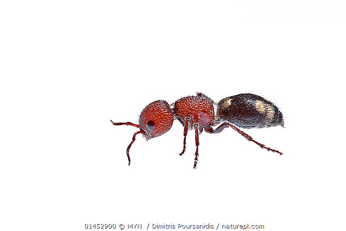 Stock photo of Velvet ant (Mutilla quinquemaculata) Milatos, Crete ...