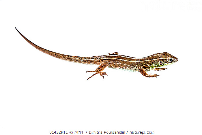 Stock photo of Balkan Green Lizard (Lacerta trilineata) Lasithi, Crete ...