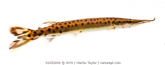 Stock photo of Spotted Pike-characin (Boulengerella maculata) close to ...