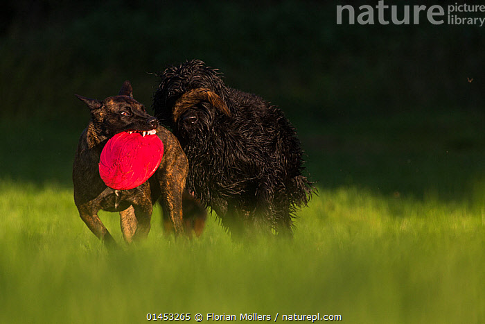 Stock photo of Dutch shepherd and Malinois herder cross playing with ...