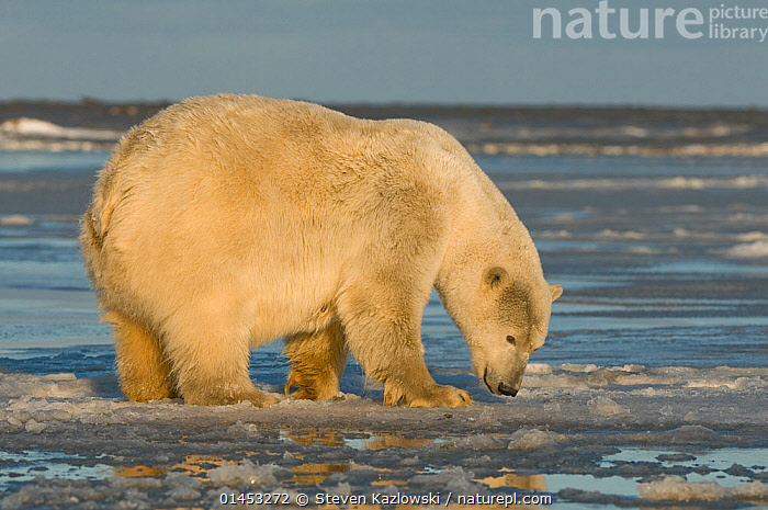 Stock photo of Polar bear (Ursus maritimus) sow smelling the air along ...