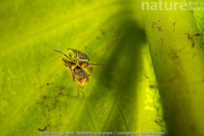 Stock photo of Water boatmen (Corixidae) mating on waterlily leaf ...