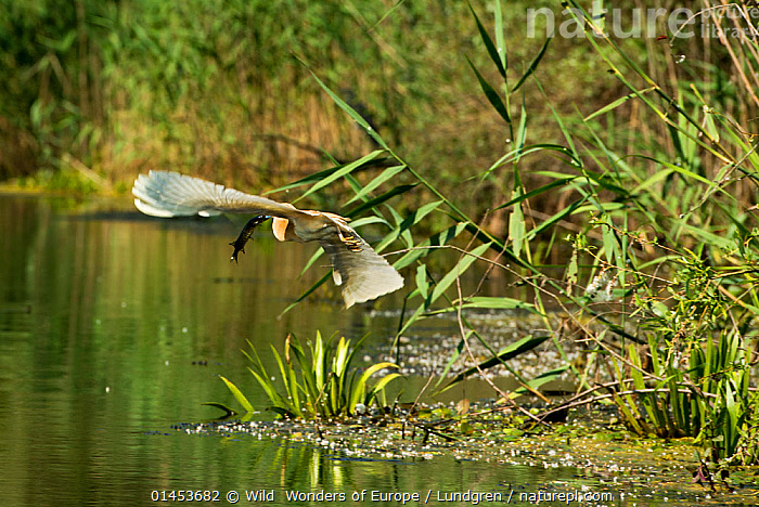 Stock photo of Squacco Heron (Ardeola ralloides) flying with pike prey ...