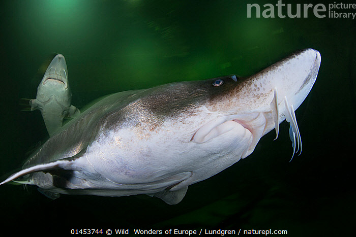 Beluga Sturgeon Huso Huso