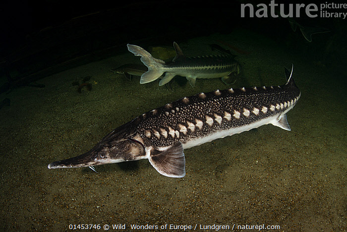 Stock photo of Starry sturgeon (Acipenser stellatus) captive at Danube ...