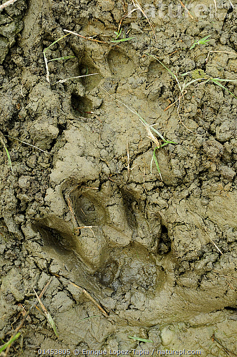 Stock photo of Footprints left in the mud by a Bengal tiger (Panthera ...