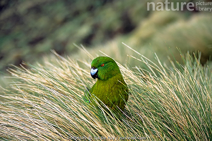 Stock photo of Antipodes Parakeet (Cyanoramphus unicolor) foraging in ...