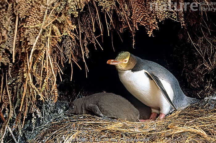 Stock photo of Yellow-eyed Penguin (Megadyptes antipodes) nesting in ...