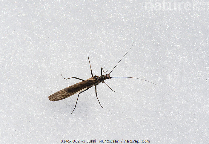 Stock photo of February Red stonefly (Taeniopteryx nebulosa) on snow ...