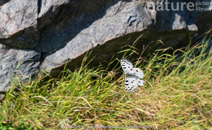 Stock photo of Mountain Apollo (Parnassius apollo) flying, Aland ...