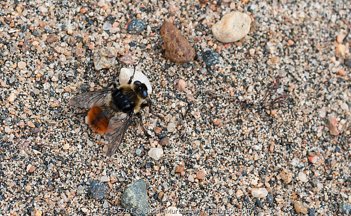 Stock photo of Warble fly (Hypoderma tarandi) a parasitic fly whose ...