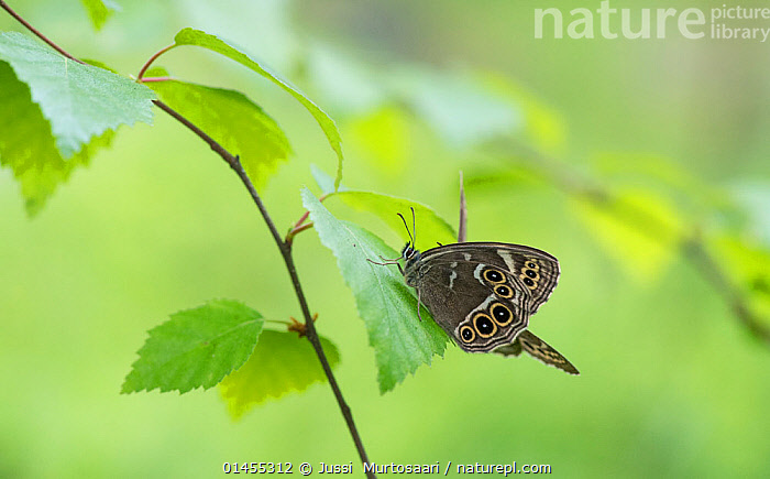 Stock photo of Woodland brown butterfly (Lopinga achine) male with ...