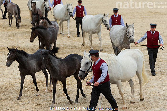 Stock photo of Presentation of Lipizzaner breeding mares and foals ...