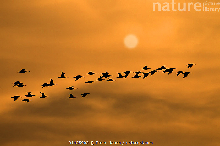 Stock photo of Flock of Curlews (Numenius arquata) in flight at sunset ...