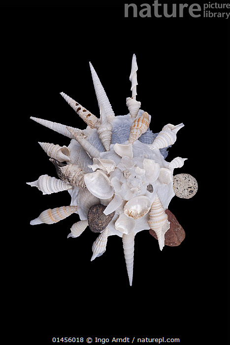 Stock photo of Pallid carrier shell (Xenophora pallidula) from ...