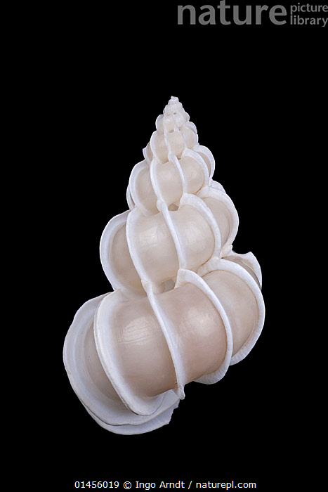 Stock photo of Precious wentletrap (Epitonium scalare) shell from ...