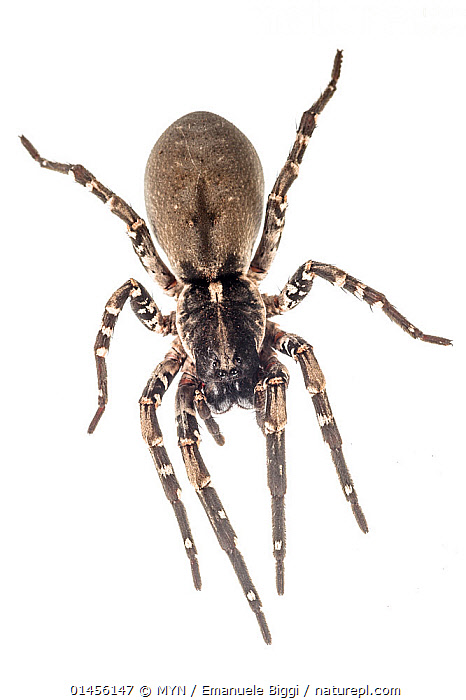 Stock photo of Deserta Grande wolf spider (Hogna ingens) Madeira ...