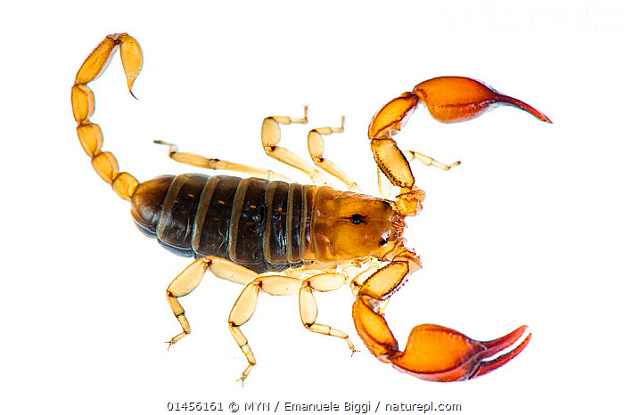 Stock photo of Scorpion (Euscorpius sicanus) Murgia Materana Park ...