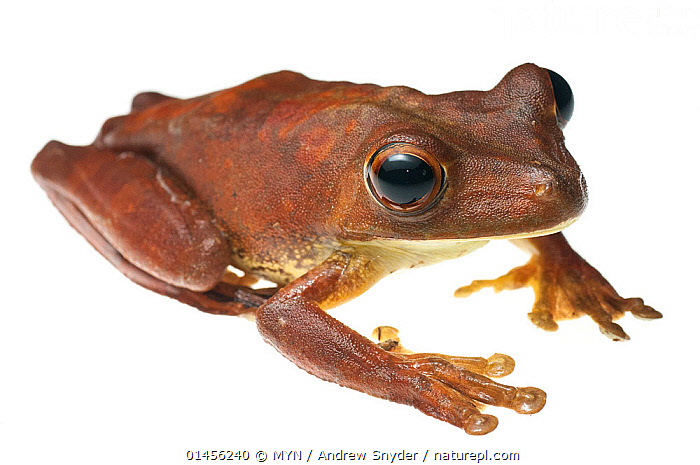 Stock photo of Gladiator Treefrog (Hypsiboas boans) Kanuku Mountains ...