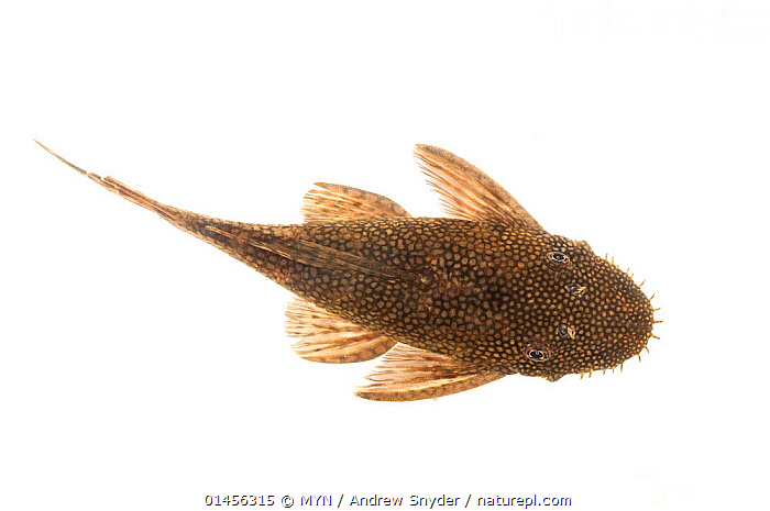 Stock photo of Brush nosed plecostomus (Ancistrus sp.) Surama, Guyana ...