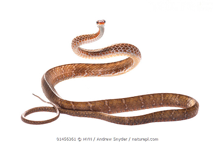 Stock photo of Brown sipo snake (Chironius fuscus) Parbara, Guyana ...