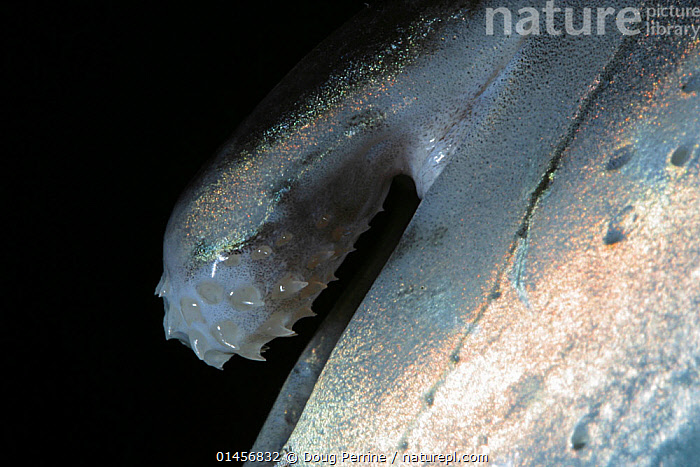 Stock photo of Plownose chimaera (Callorhinchus milii) captive, showing ...
