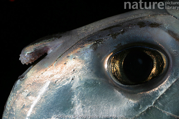 Stock photo of Plownose chimaera (Callorhinchus milii) captive, showing ...