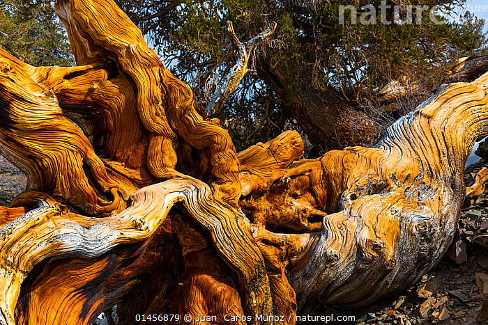 Stock photo of Great Basin Bristlecone Pine (Pinus longaeva) fallen ...